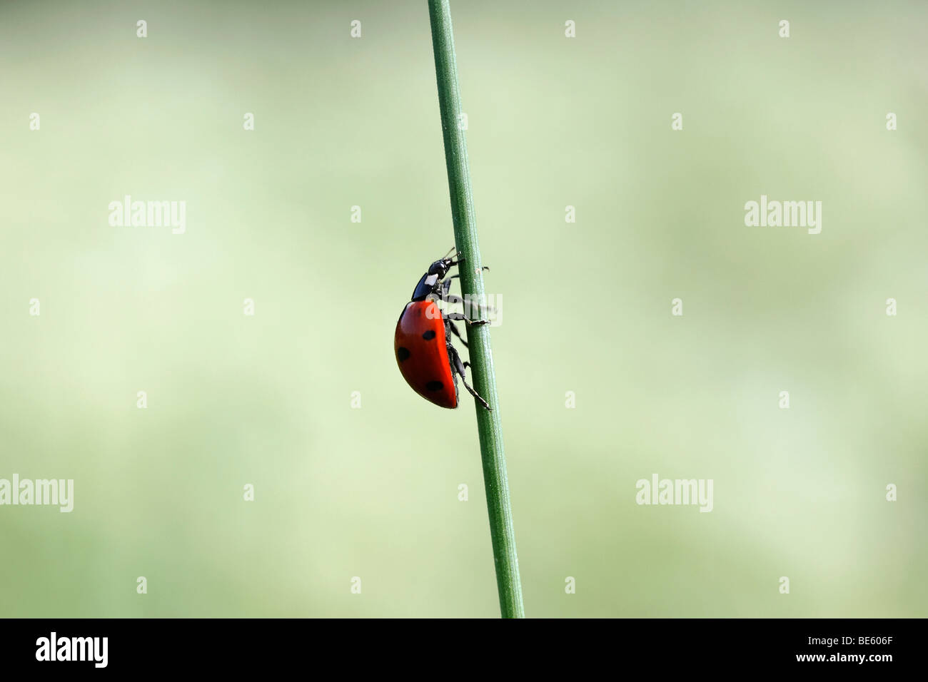 Climbing bugs hi-res stock photography and images - Alamy
