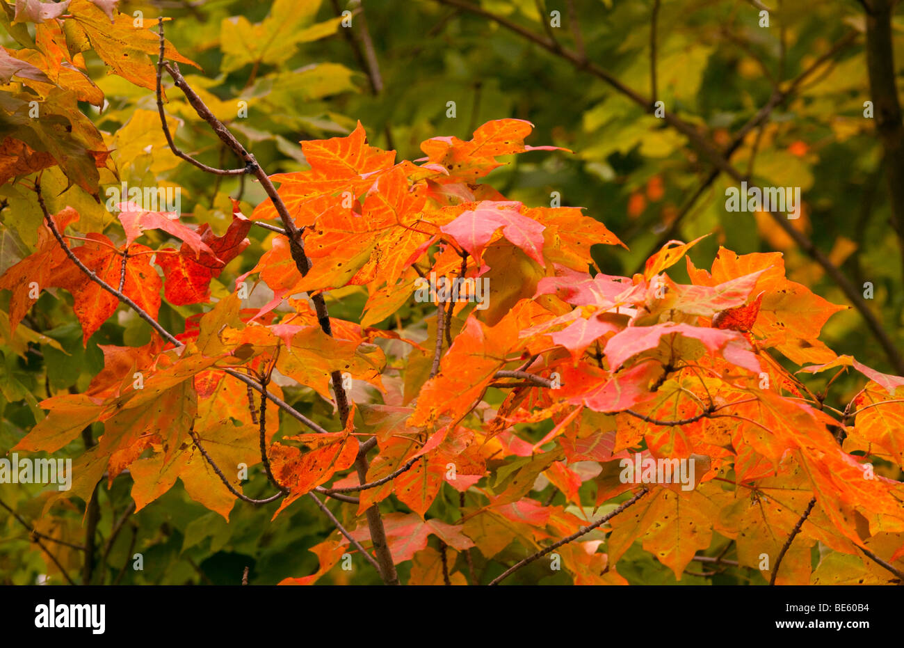 Colorful Oak leaf fall foliage Stock Photo - Alamy