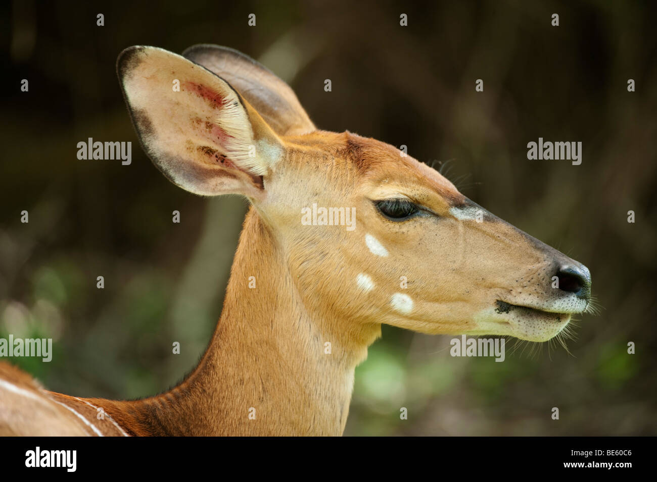 Nyala male female south africa hi-res stock photography and images - Alamy