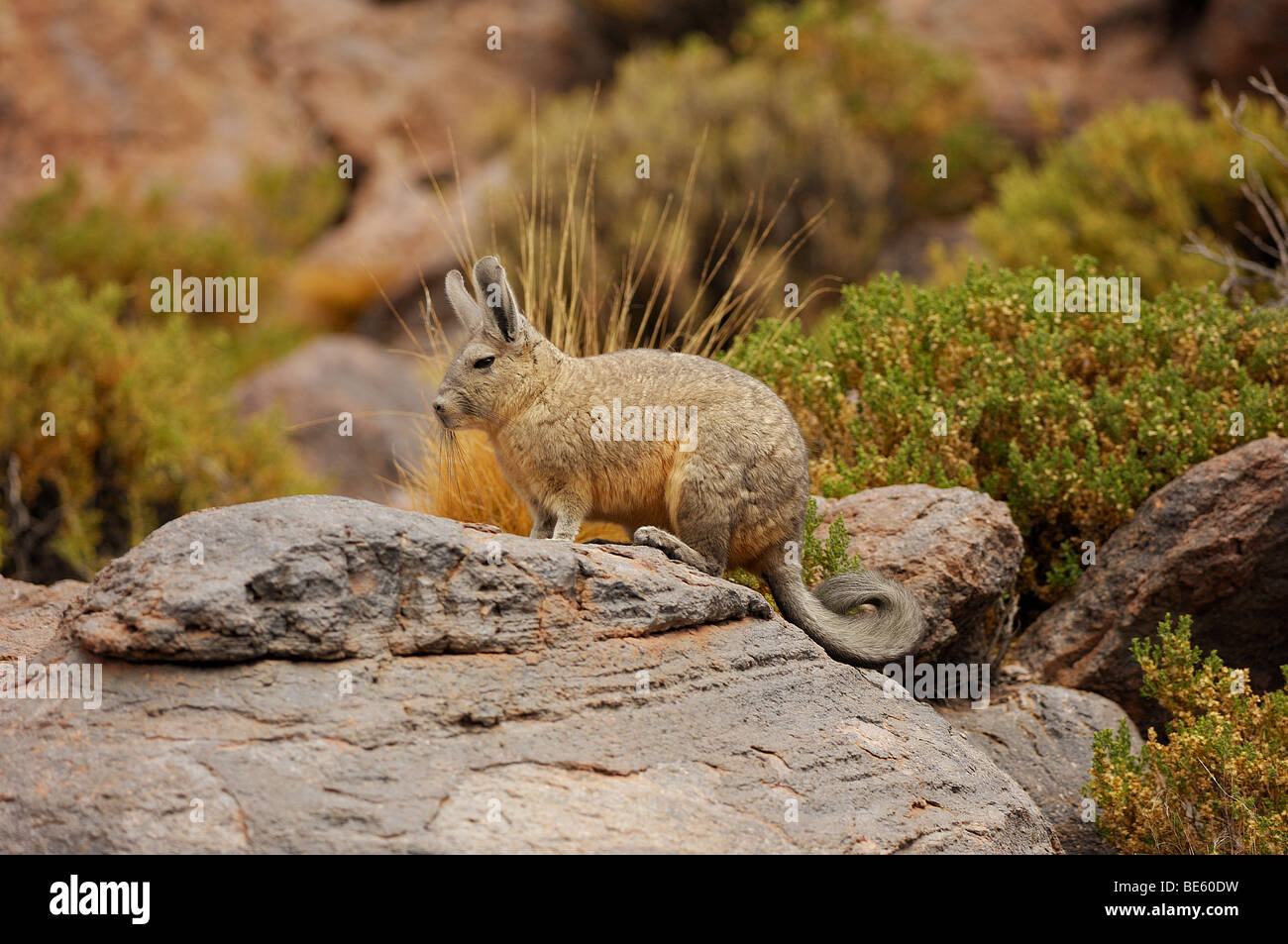 Viscacha on a rock hi-res stock photography and images - Alamy