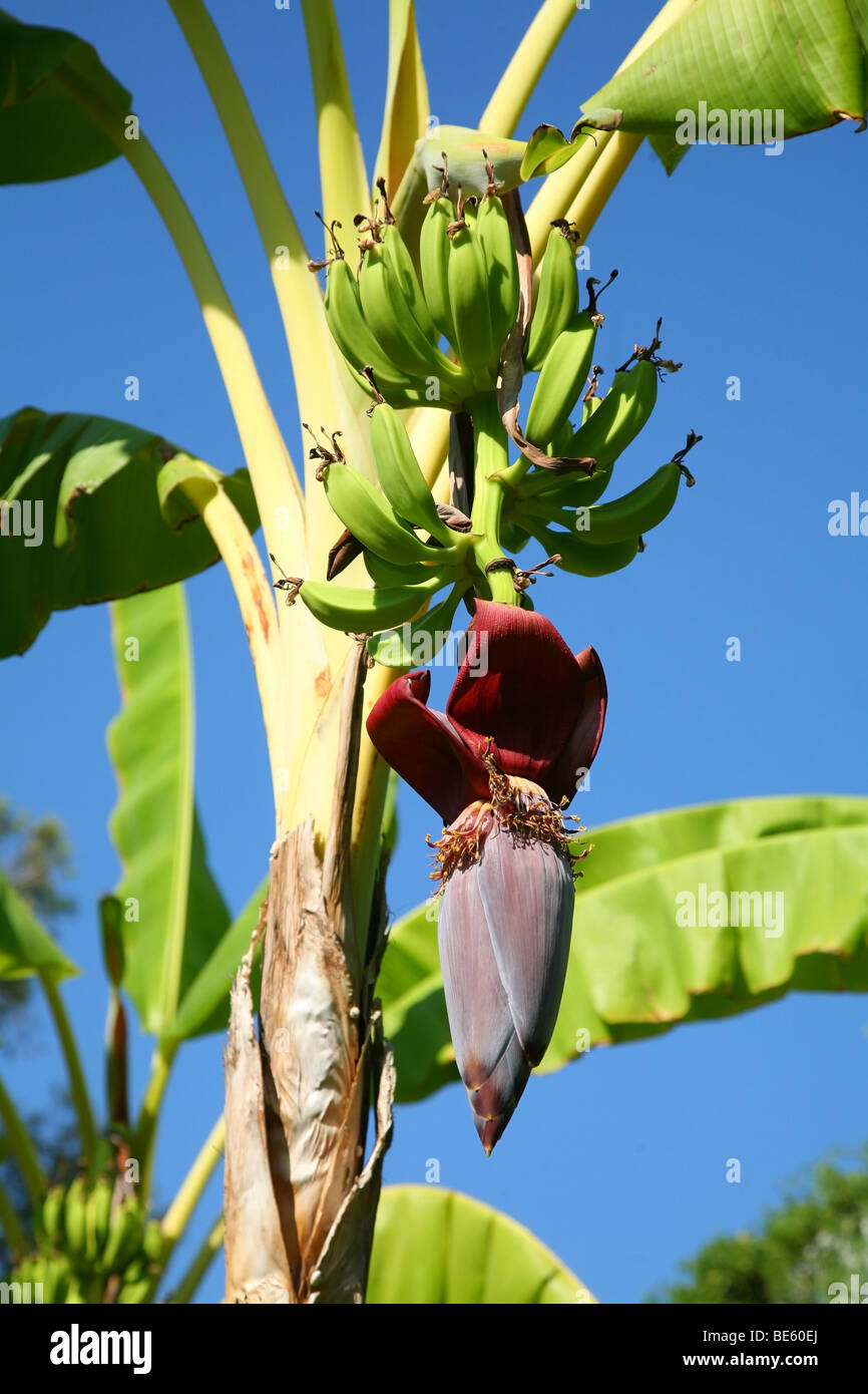 Bananas on a palm Stock Photo - Alamy