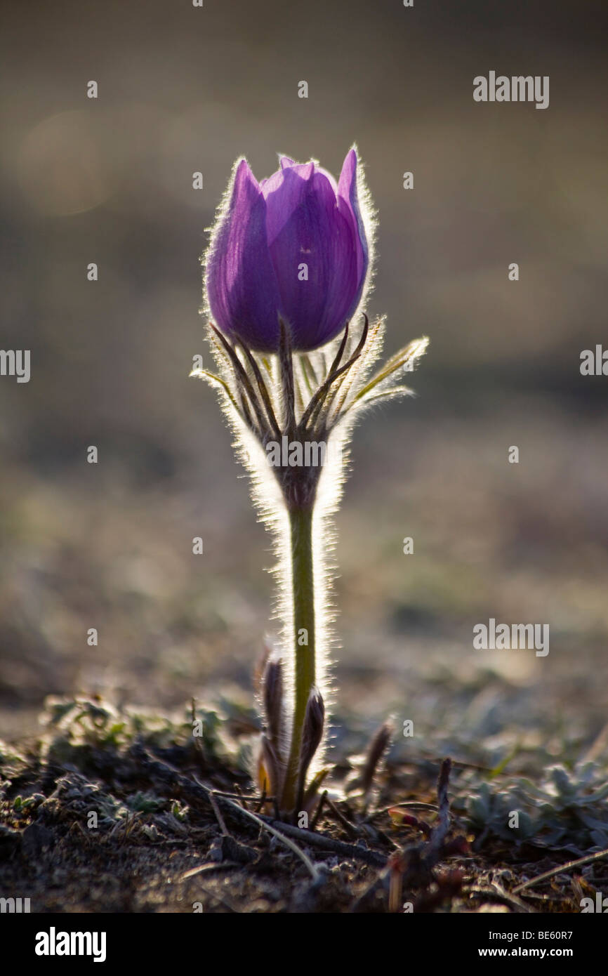 Yukon te hi-res stock photography and images - Alamy