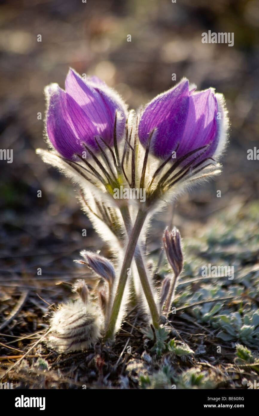 Blooming Pulsatilla (Anemone patens), Northern Crocus, Prairie Crocus ...