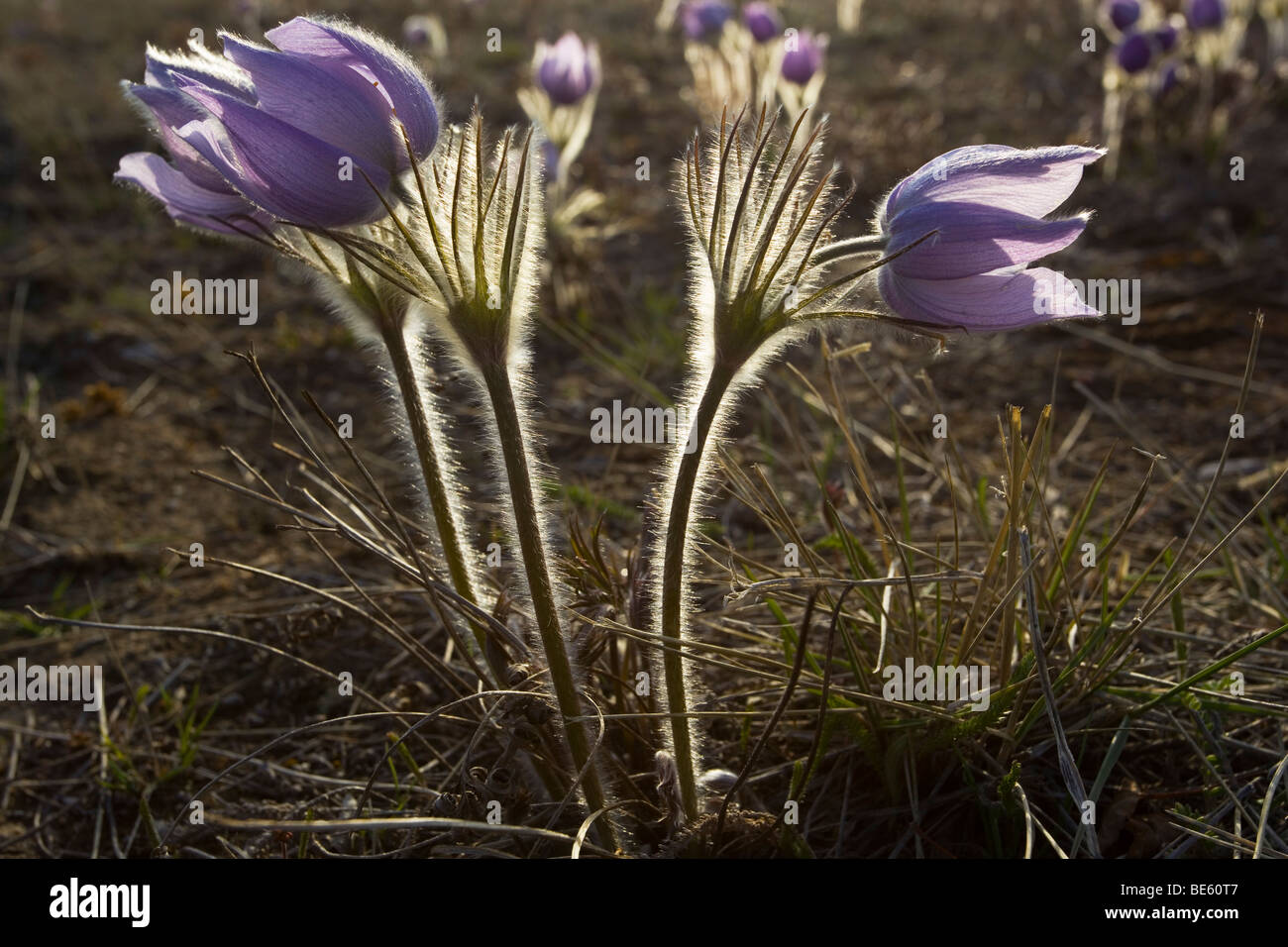 Prairie crocus canada spring hi-res stock photography and images - Alamy