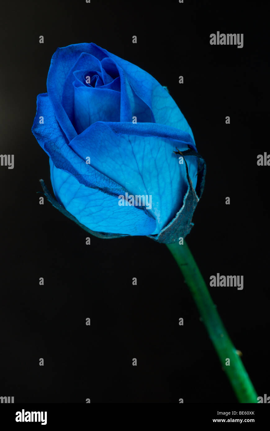Blue rose bud hi-res stock photography and images - Alamy