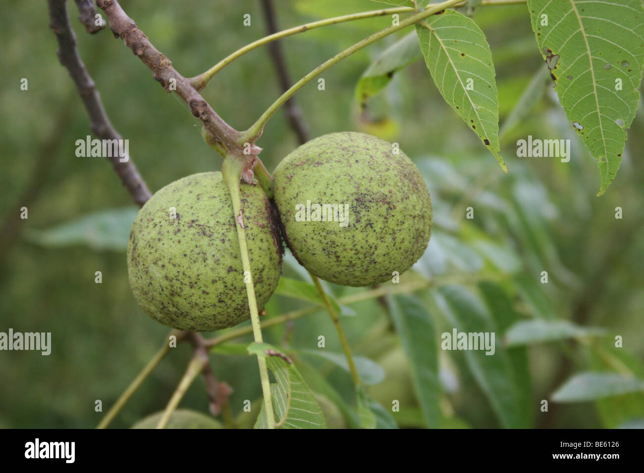 Juglandaceae hi-res stock photography and images - Alamy