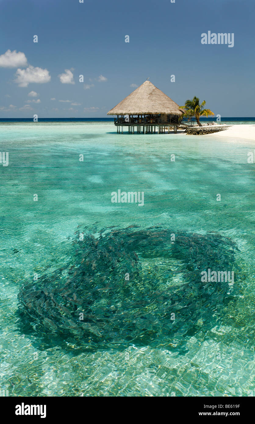 Bar restaurant on stilts, sea, fish shoal, Vadoo, island, South Male ...