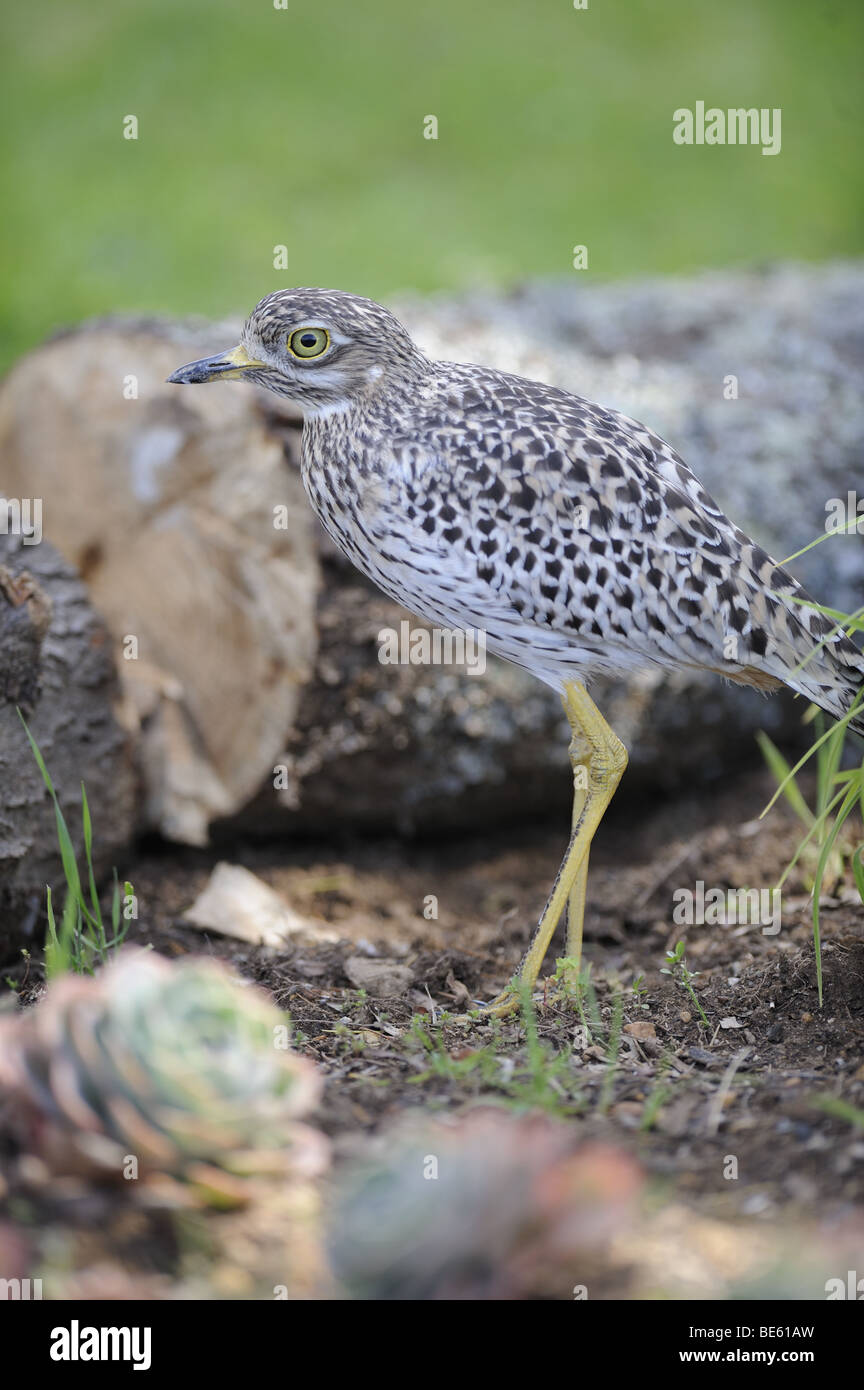 Spotted thick knee bird hi-res stock photography and images - Alamy