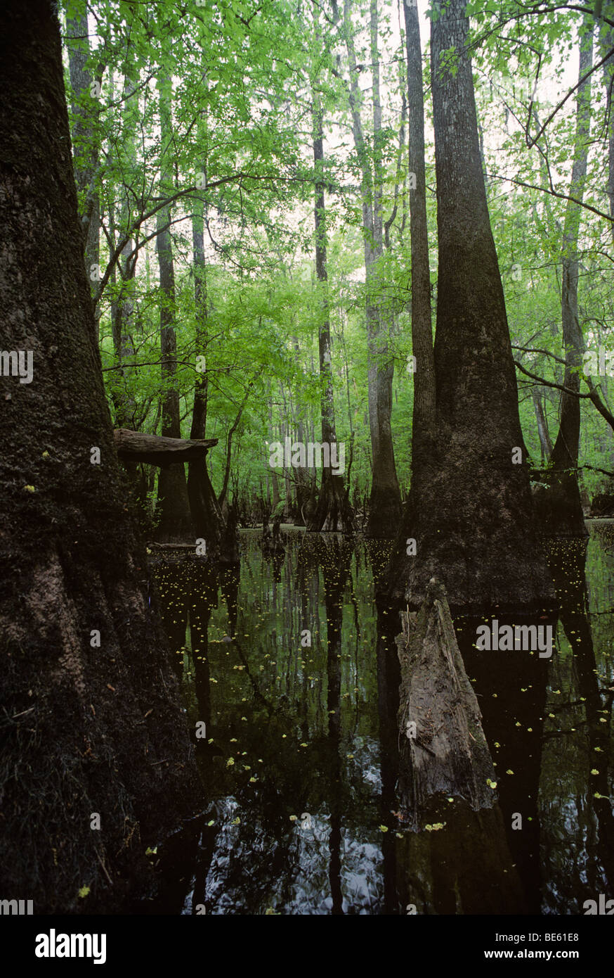 Congaree swamp national monument hi-res stock photography and images ...