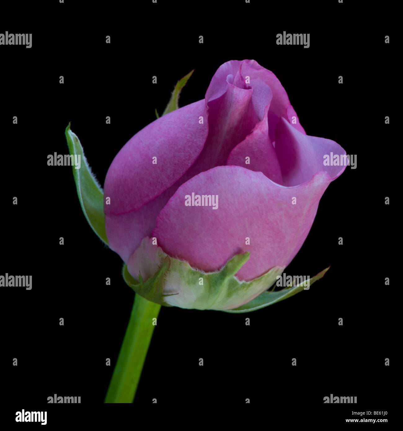 Pink Rose Bud Stock Photo - Alamy