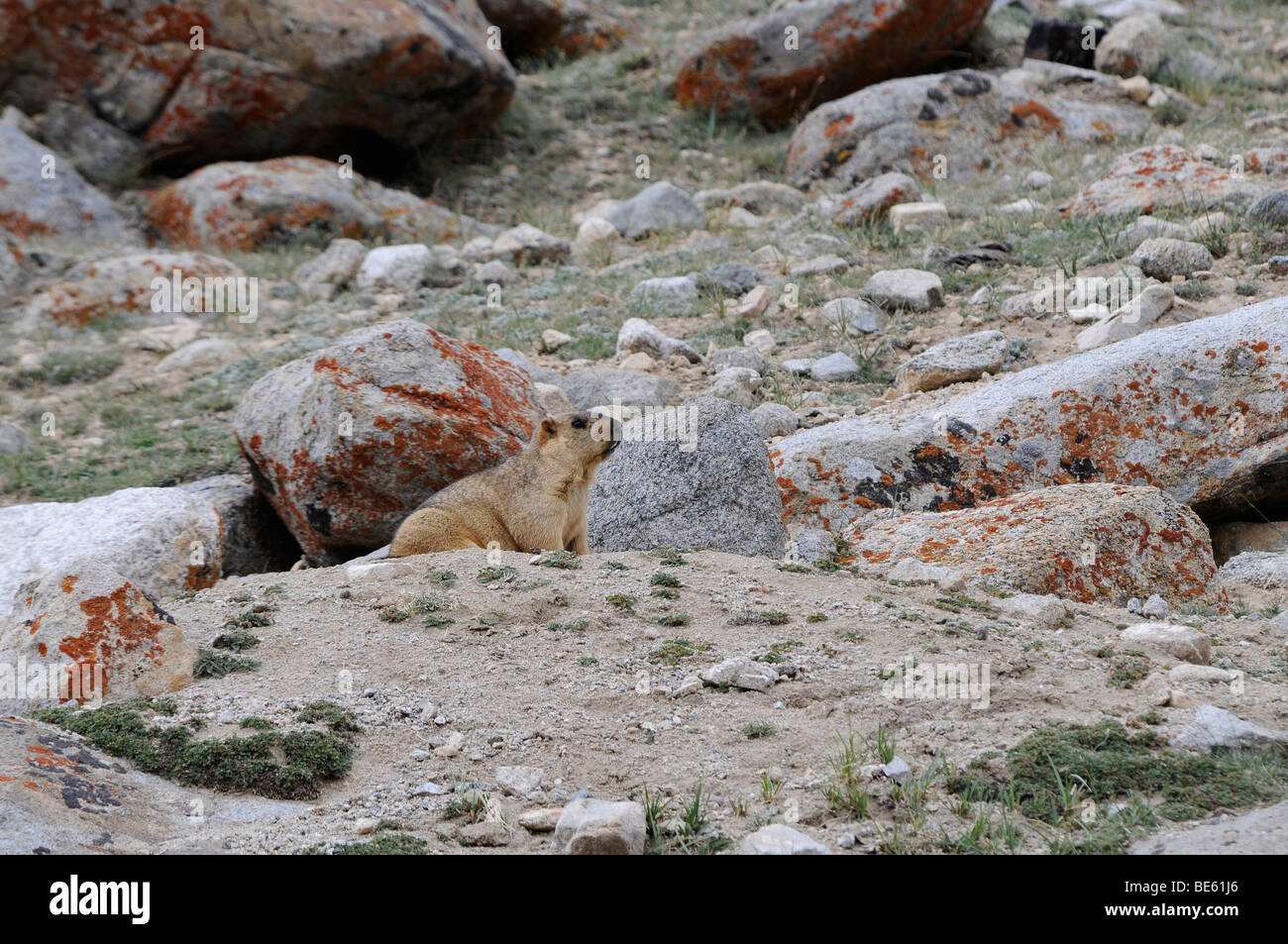 Himalayan marmots hi-res stock photography and images - Alamy