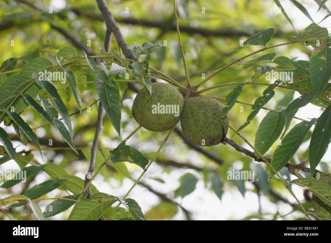 Juglandaceae hi-res stock photography and images - Alamy