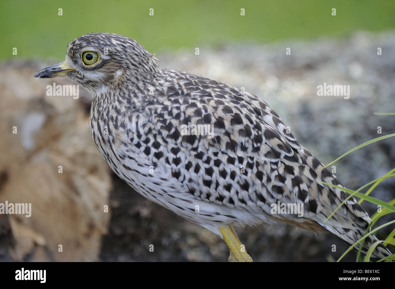 Spotted thick knees hi-res stock photography and images - Alamy