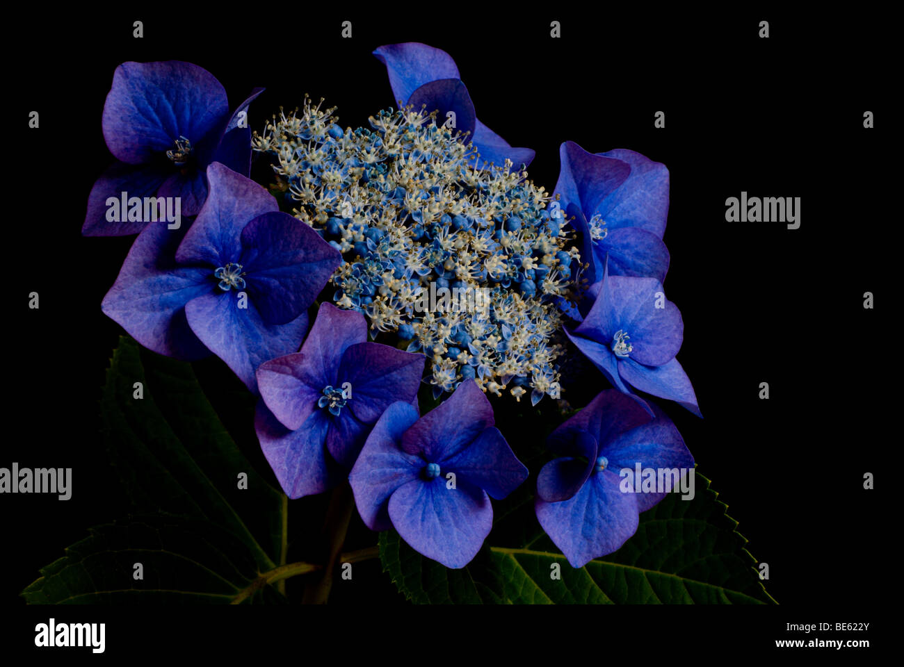 Distinctive blue flower hi-res stock photography and images - Alamy