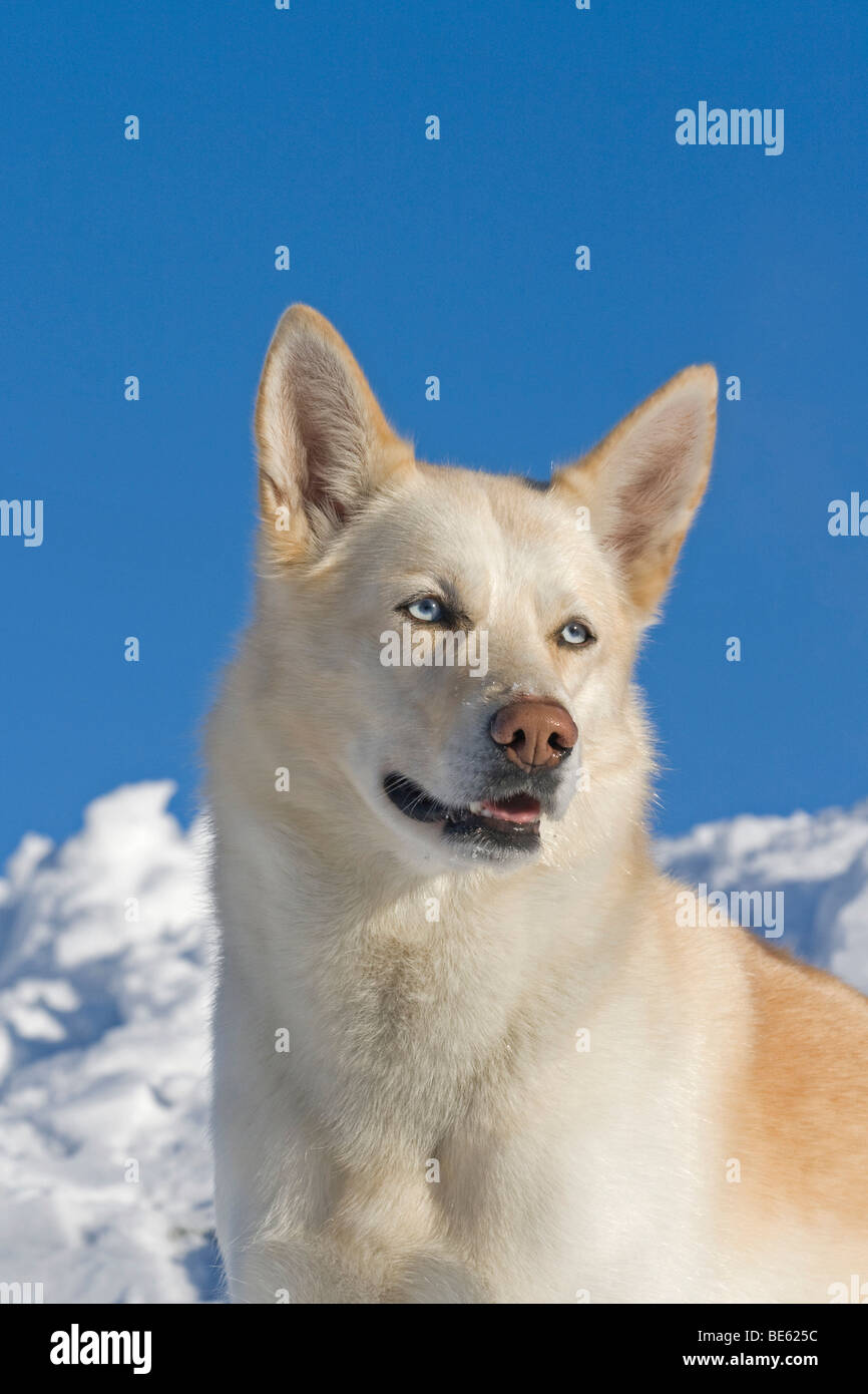 Siberian Husky, portrait Stock Photo - Alamy