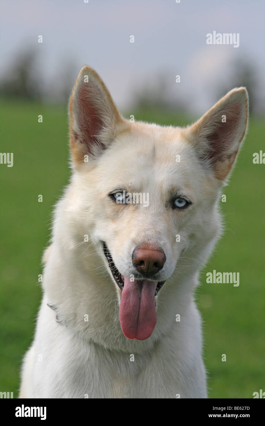 Siberian Husky, portrait Stock Photo - Alamy