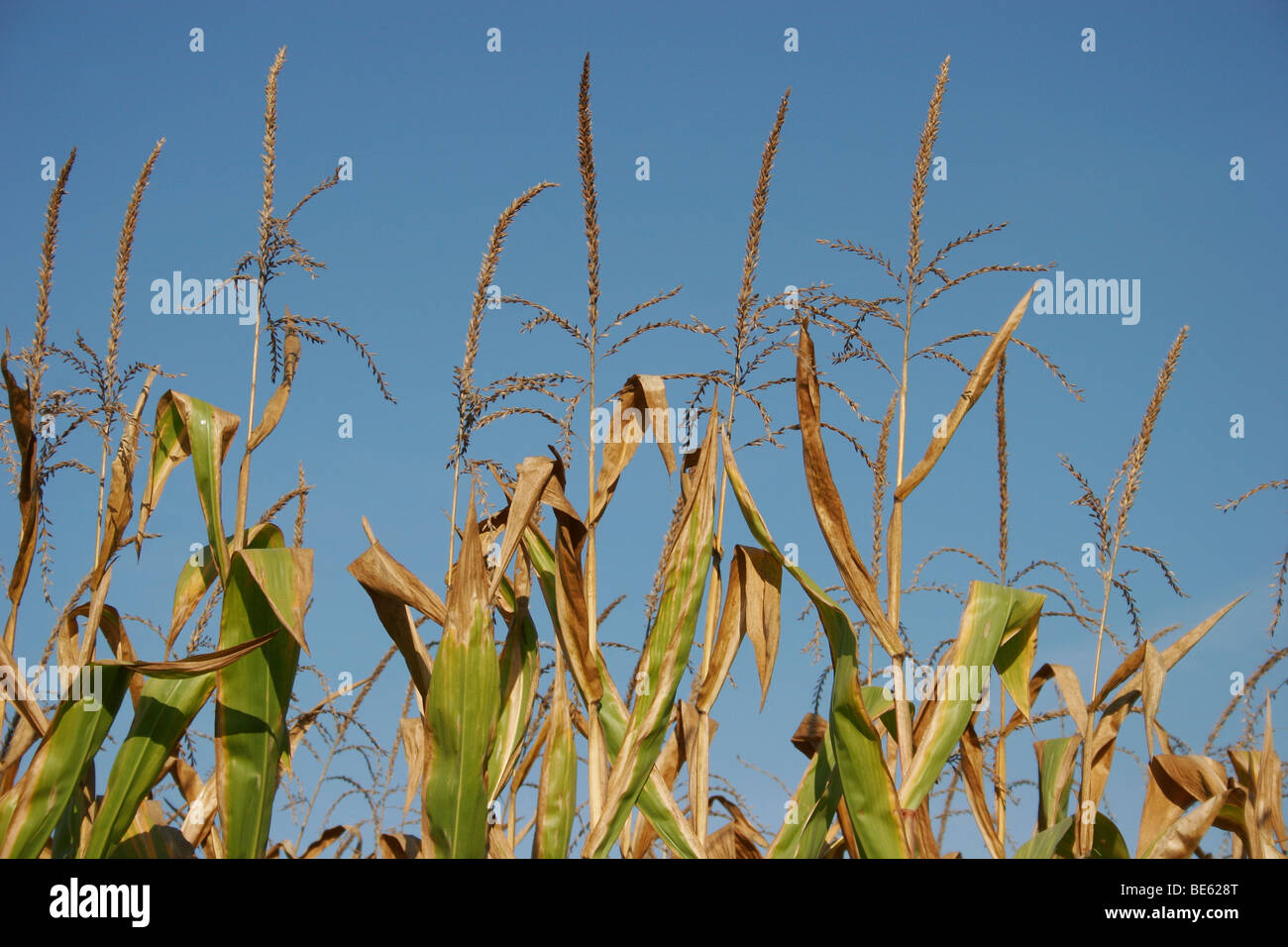 Corn crop during drought, Virginia USA Stock Photo - Alamy