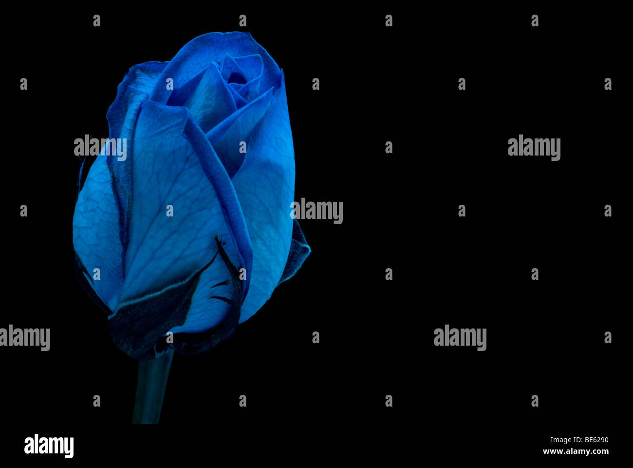 Blue Rose Bud Stock Photo - Alamy