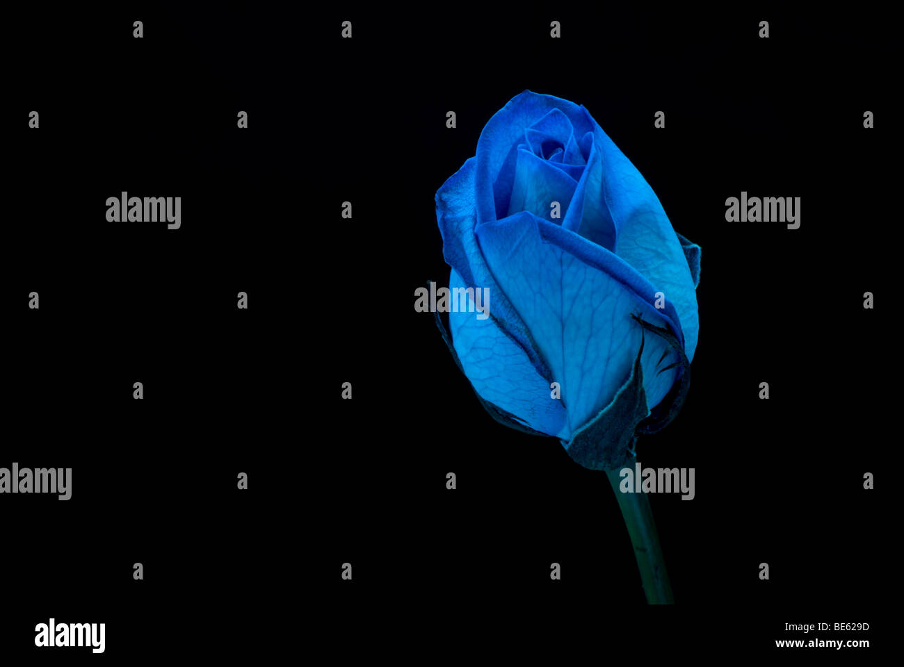 Blue Rose Bud Stock Photo - Alamy