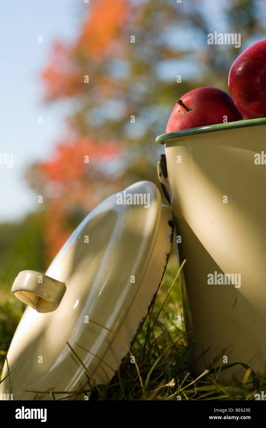 a bucket with fresh red apples Stock Photo - Alamy