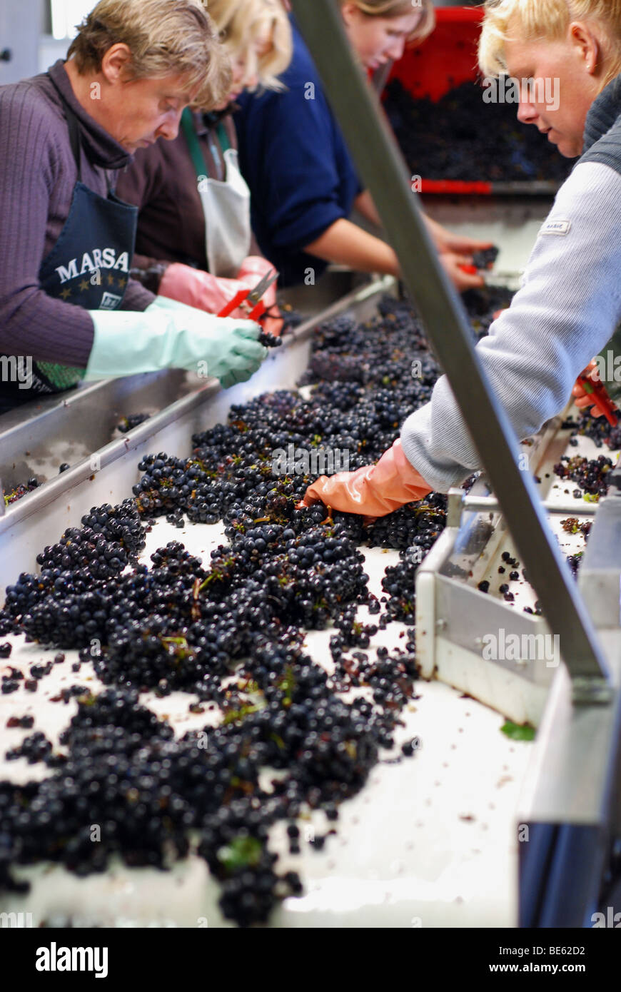 Grape sorting hi-res stock photography and images - Alamy