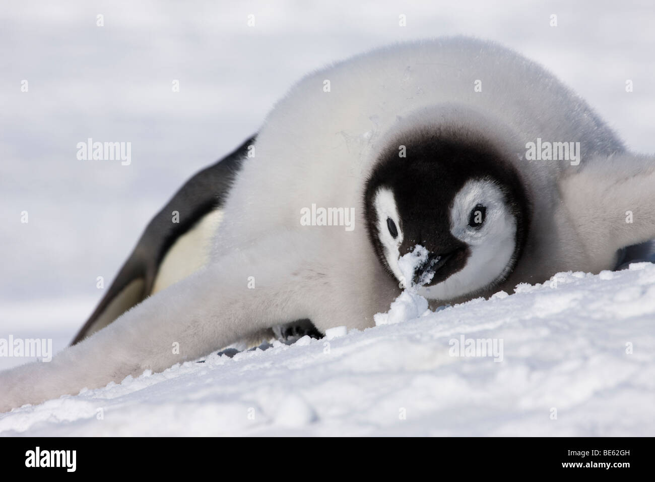 Baby Penguins In Snow