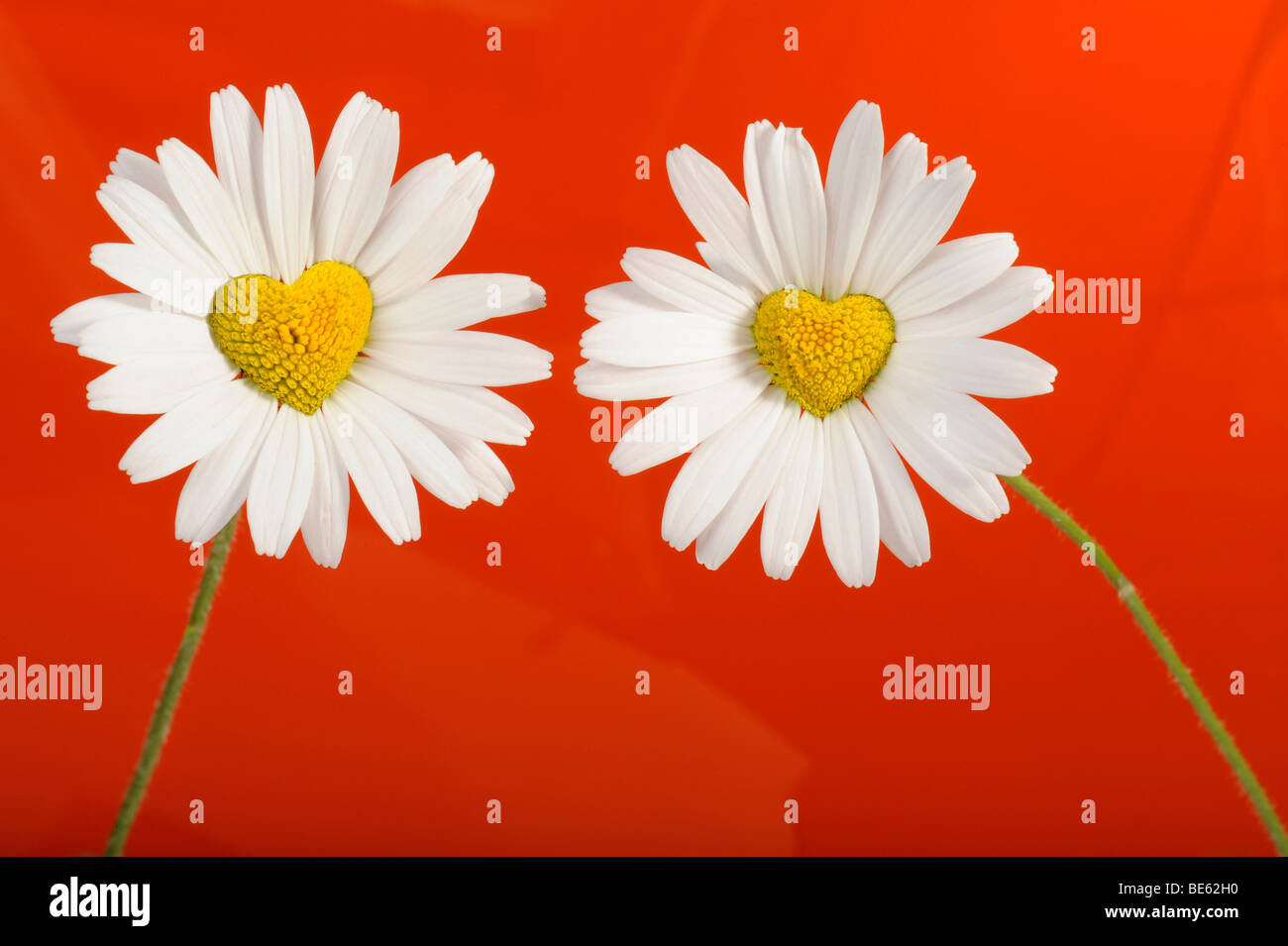 Disc shaped flower hi-res stock photography and images - Alamy