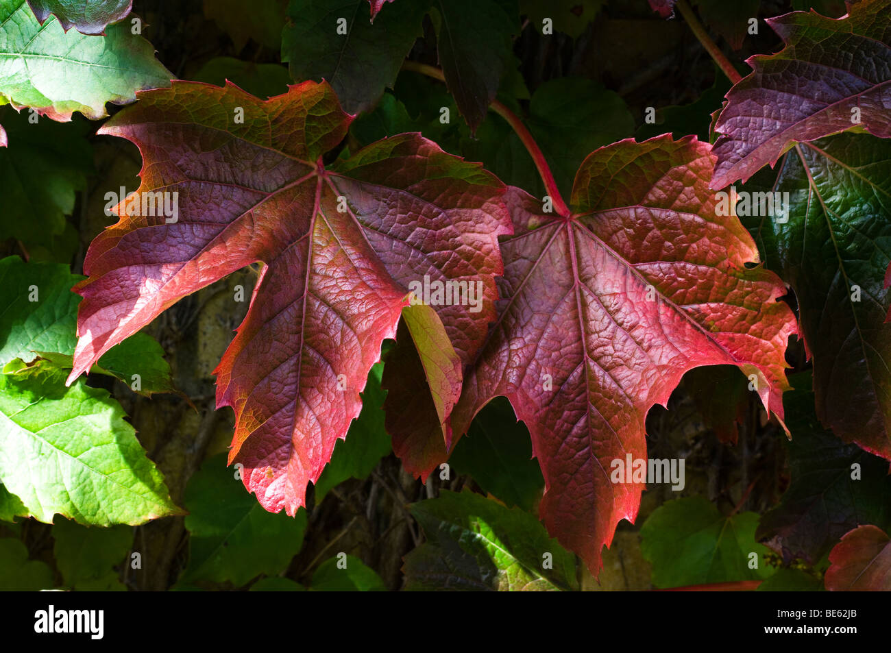 Aggy Creeper Cherry Red
