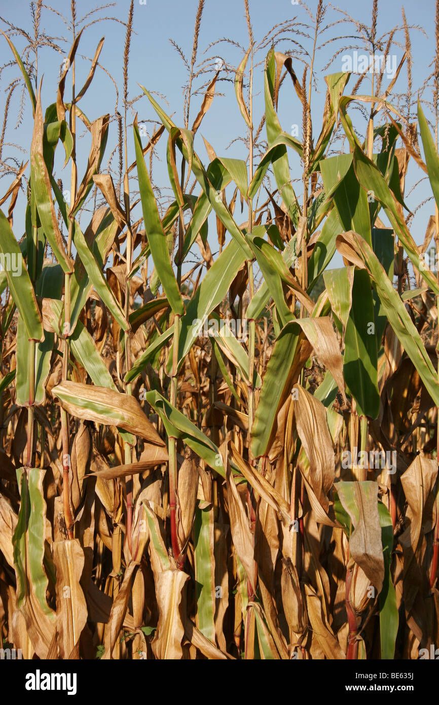 Cornfield during drought, Virginia,USA Stock Photo - Alamy
