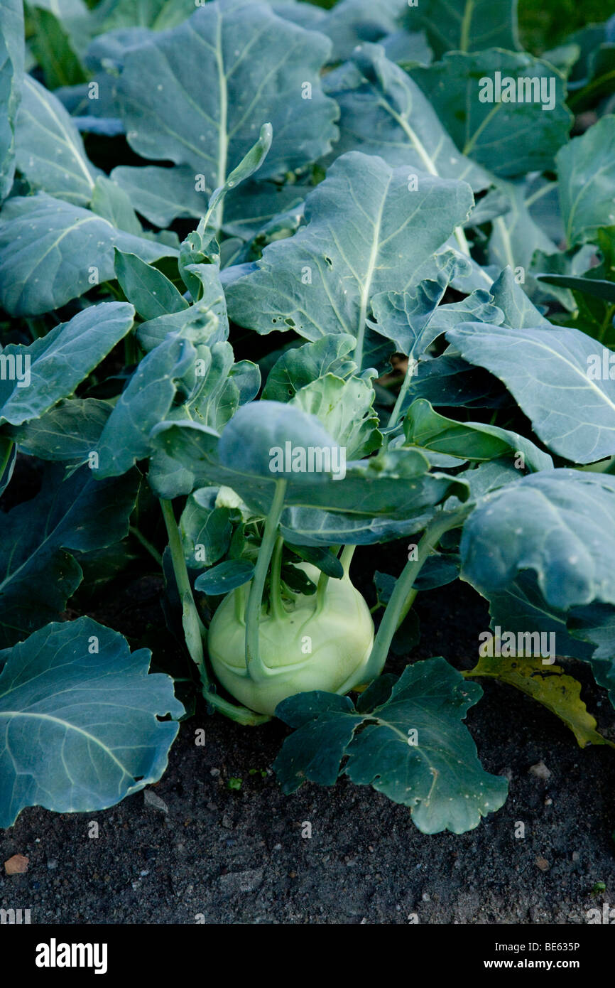 German turnip hi-res stock photography and images - Alamy