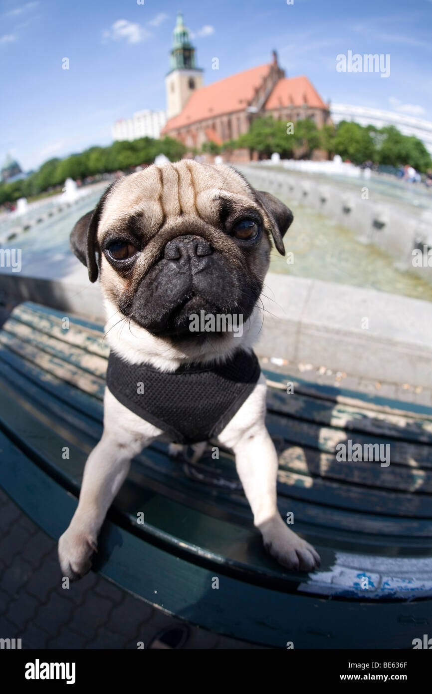 A young pug posing on a park bench in front of the Fountain of ...