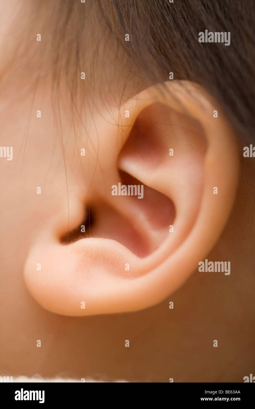 Parts of the ear hi-res stock photography and images - Alamy