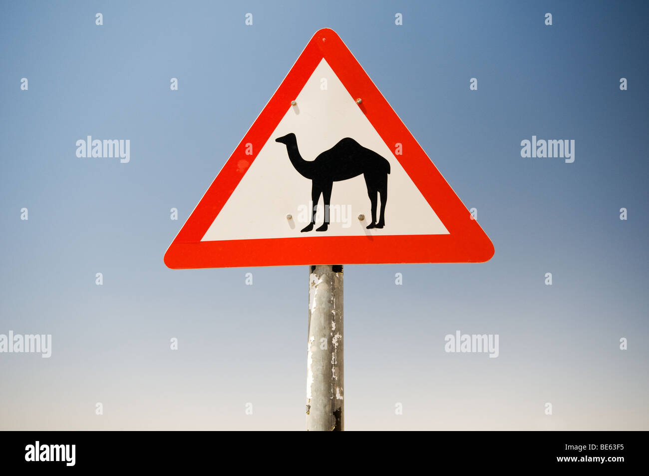 Camel road sign hi-res stock photography and images - Alamy