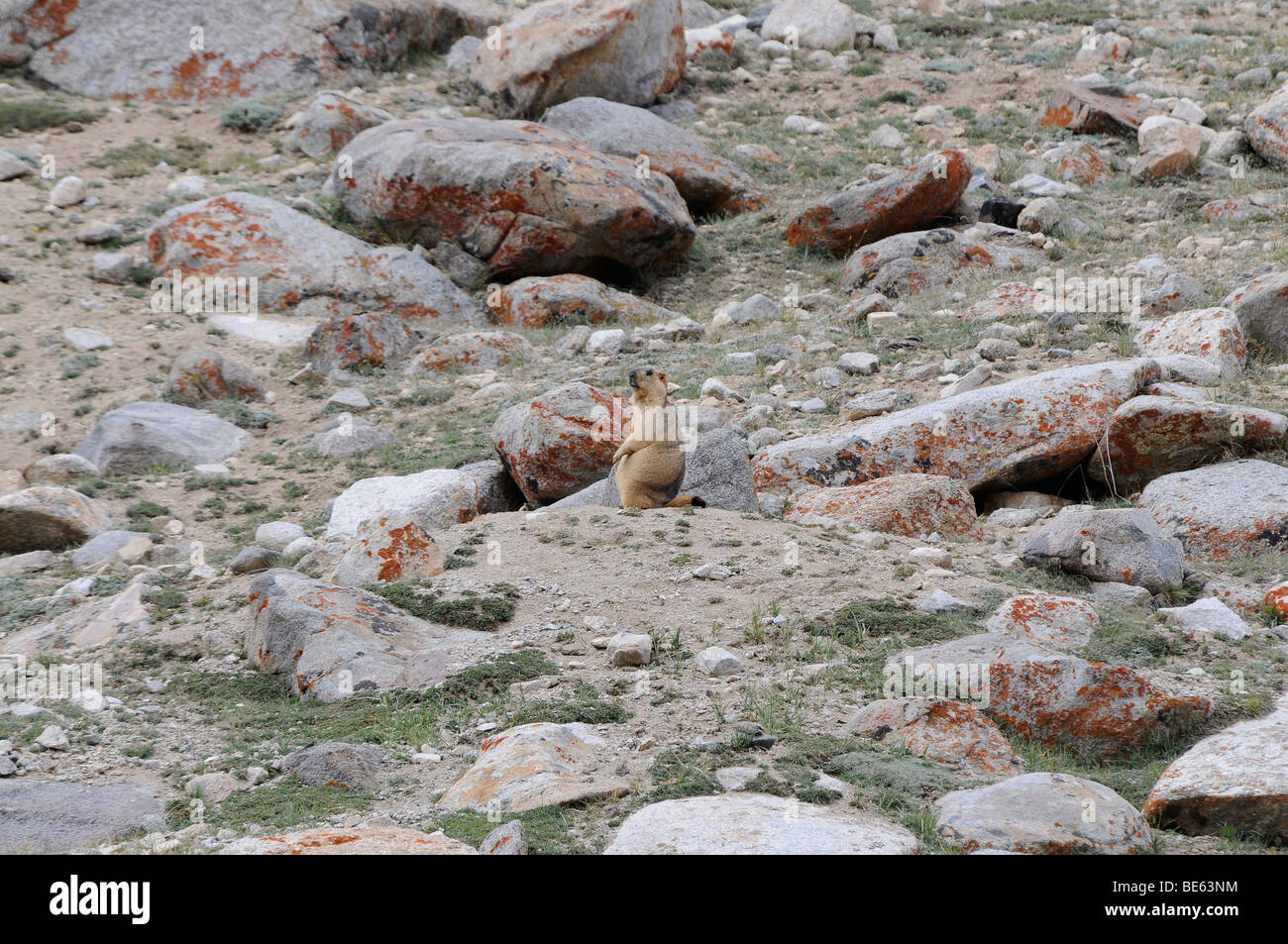 Himalayan Marmot (Marmota himalayana) on 4000m, below the Kardung Pass ...