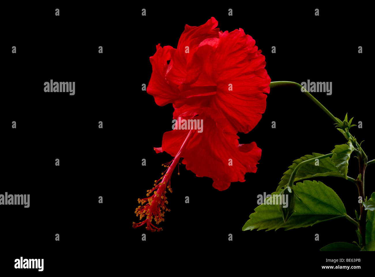 Five fused petals hi-res stock photography and images - Alamy