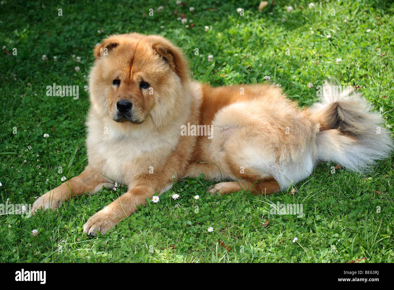 Chow chow hi-res stock photography and images - Alamy