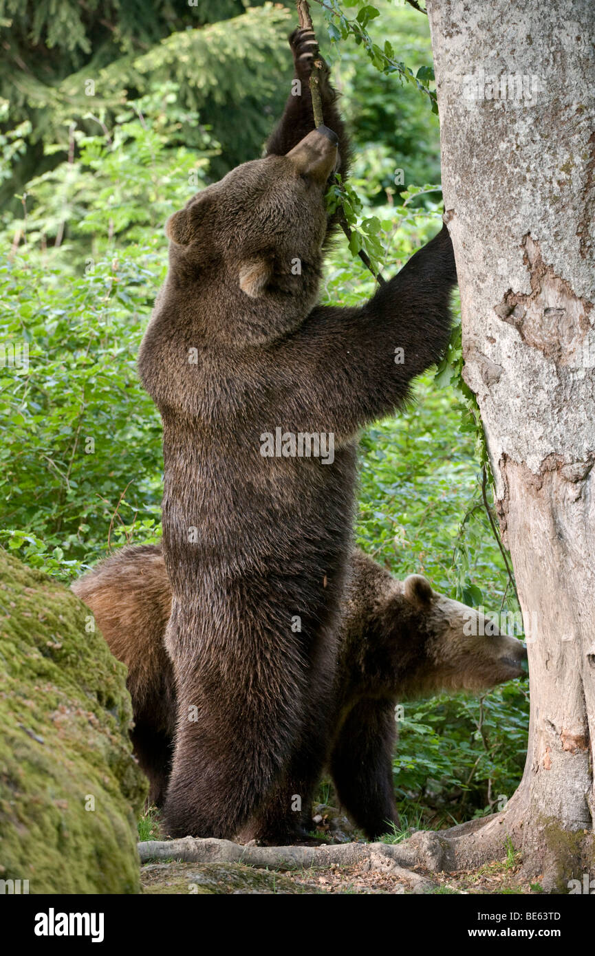 Brown Bear (Ursus arctos) climbing a tree, in a fenced area in the ...