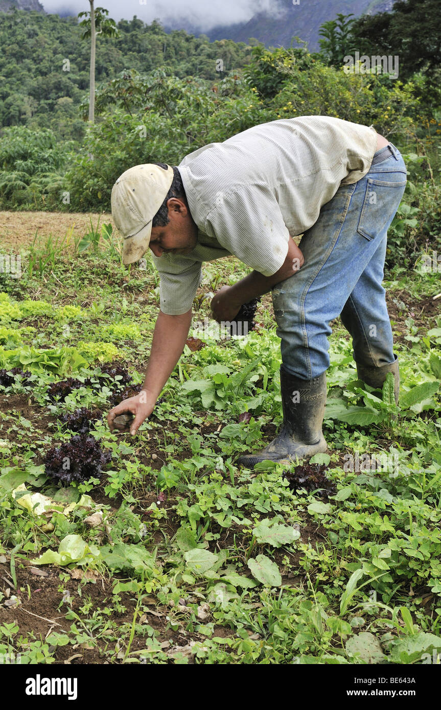 Farmers and farming hi-res stock photography and images - Alamy
