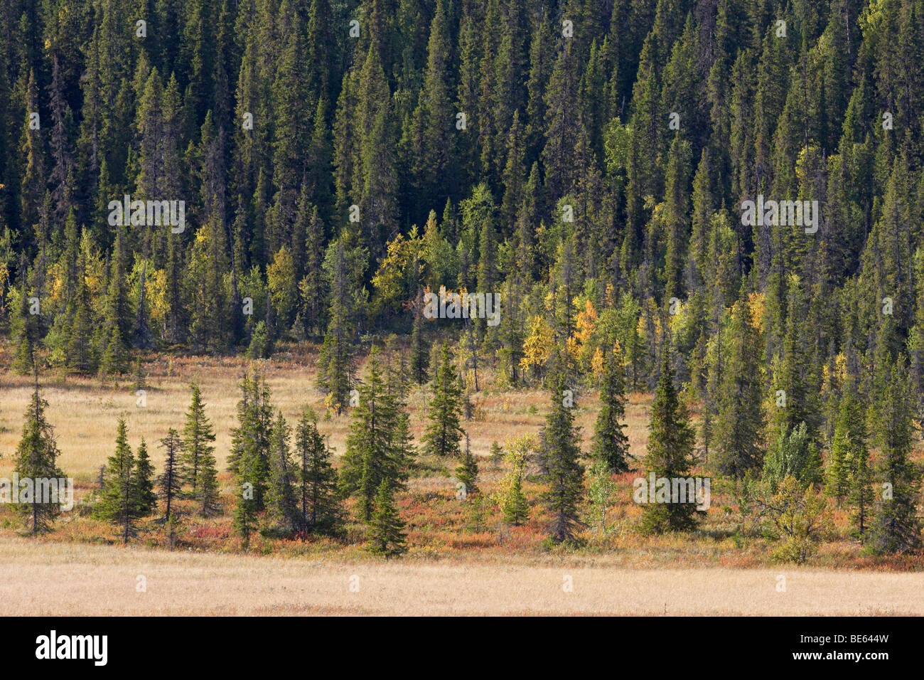Norway spruce and downy birch growing on mountain side Stock Photo - Alamy