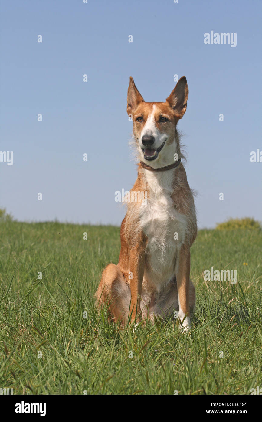 Podenco, wire-haired, sitting on a lawn Stock Photo - Alamy