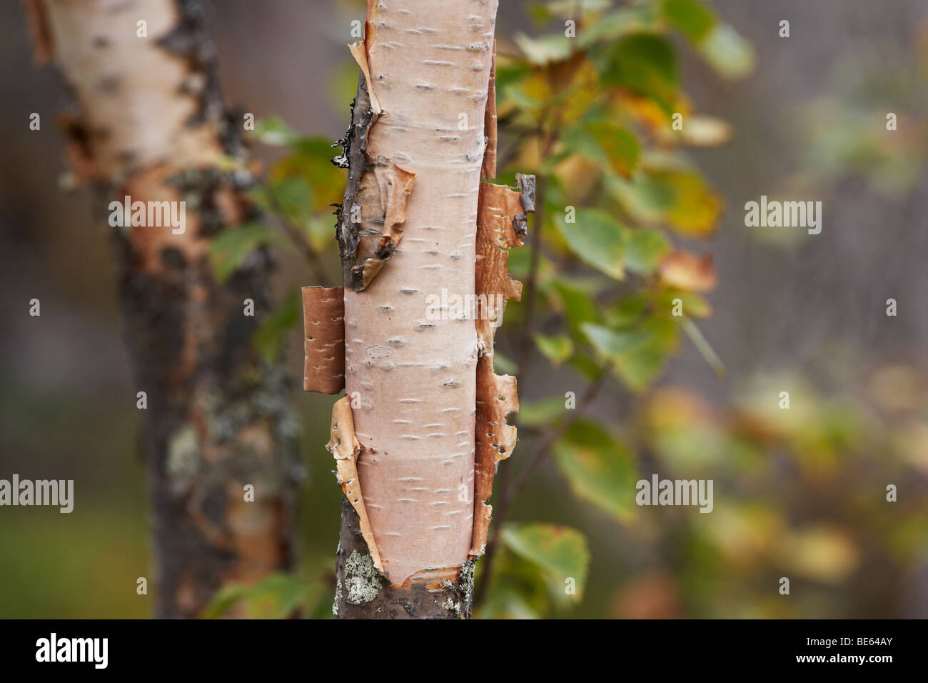 Downy birch betula pubescens bark hi-res stock photography and images ...