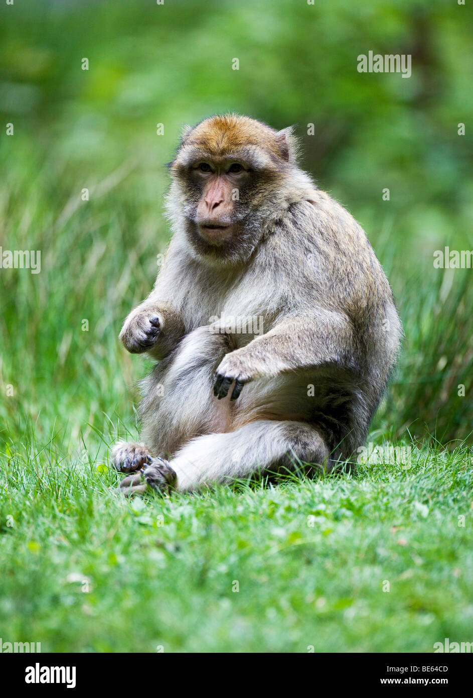 Affen deutschland hi-res stock photography and images - Alamy
