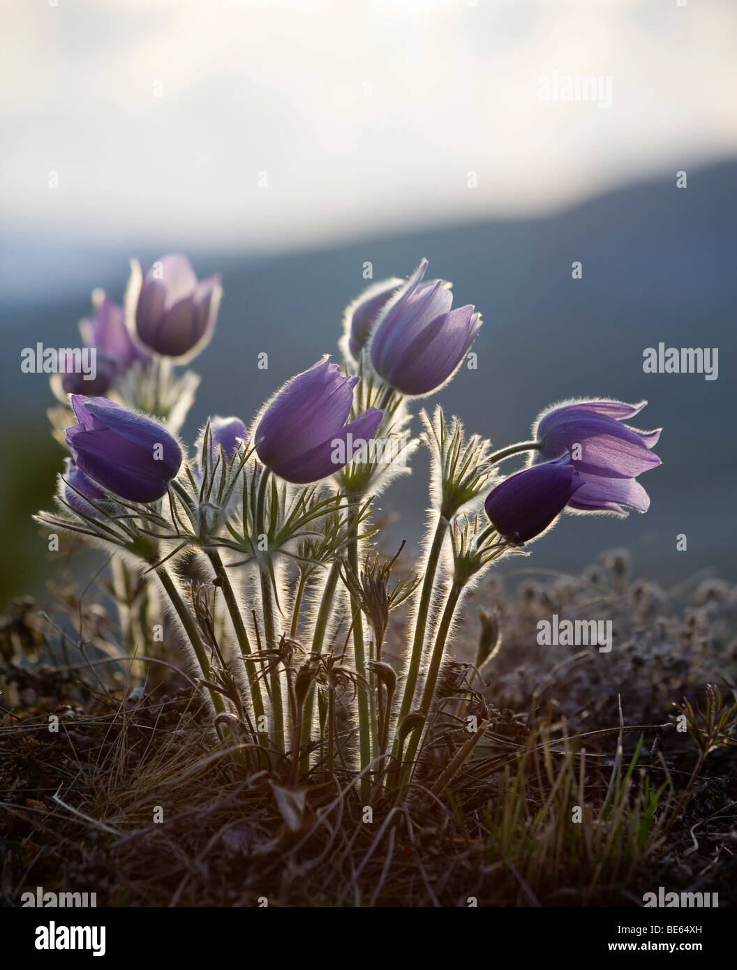 Prairie crocus canada spring hi-res stock photography and images - Alamy