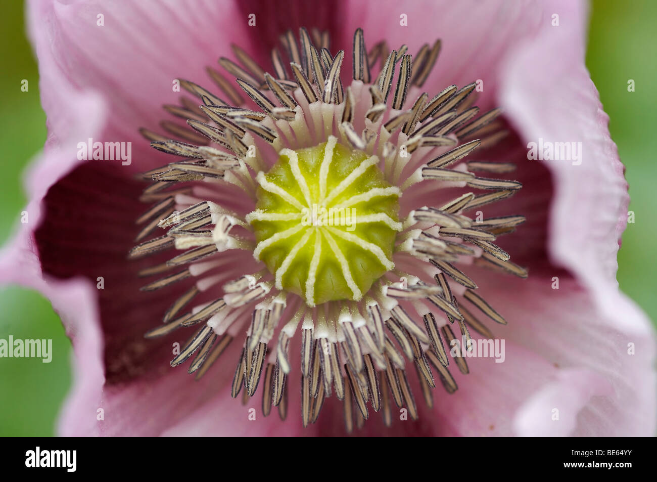 bloom of opium poppy Stock Photo - Alamy
