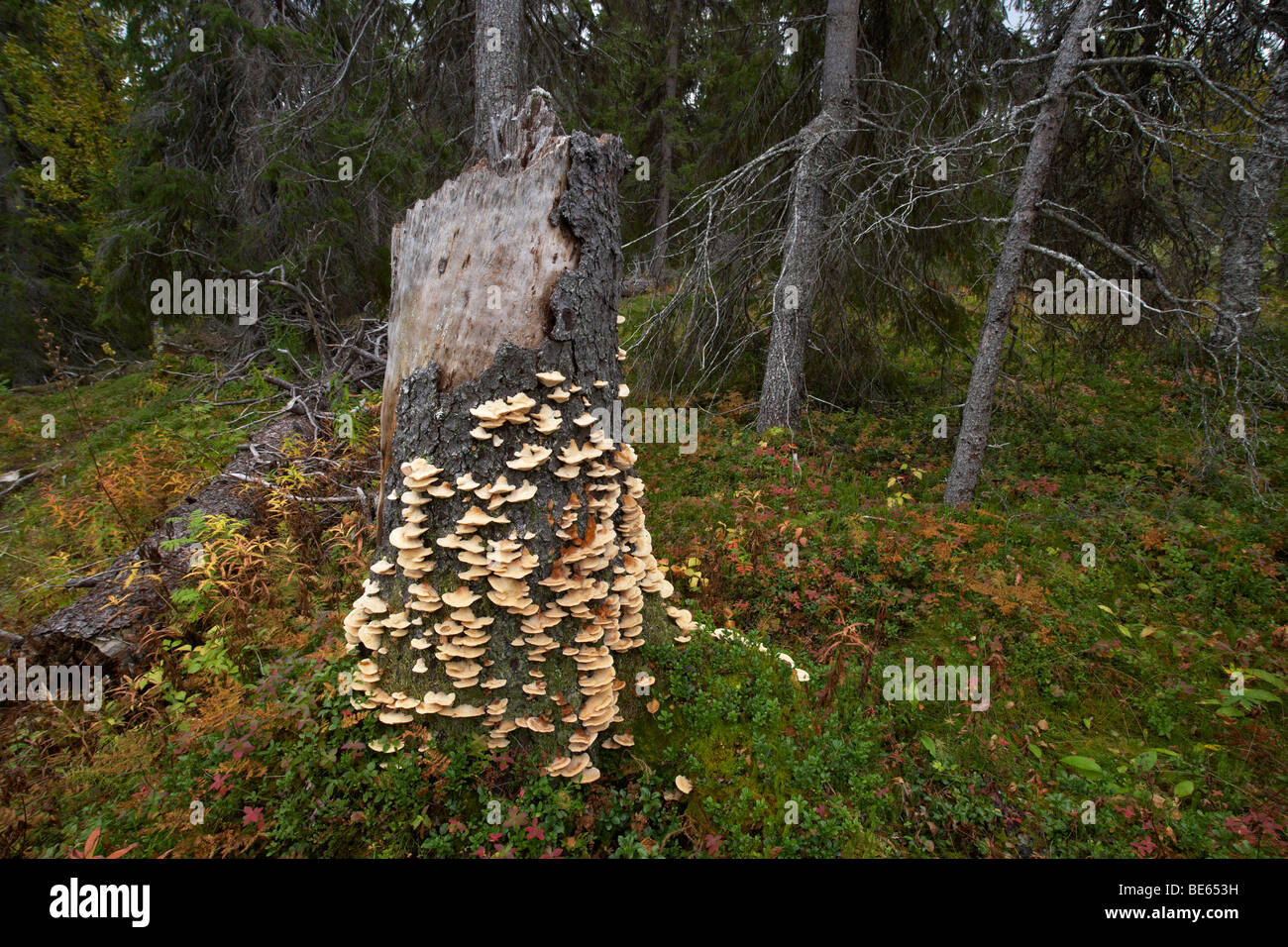 Old growth woodland hi-res stock photography and images - Alamy