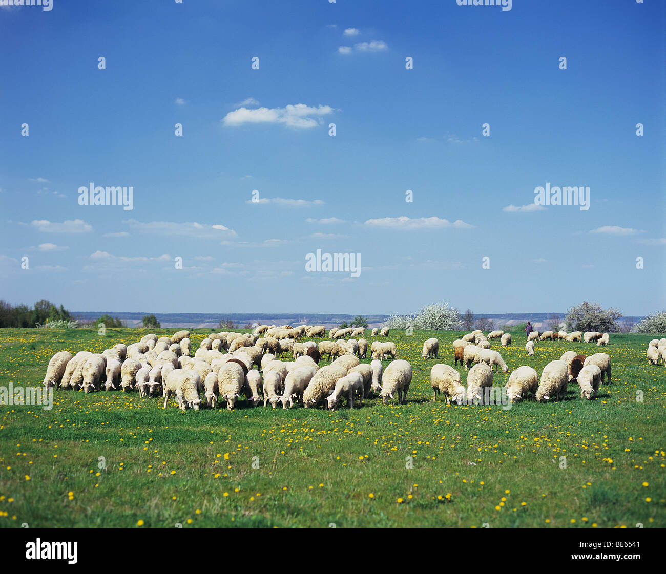 Sheep munching hi-res stock photography and images - Alamy