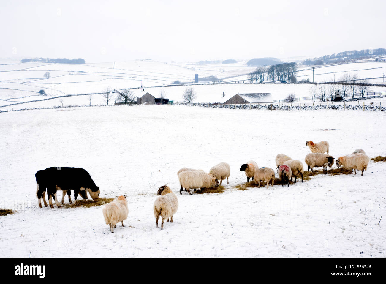 Cows parsley landscape hi-res stock photography and images - Alamy