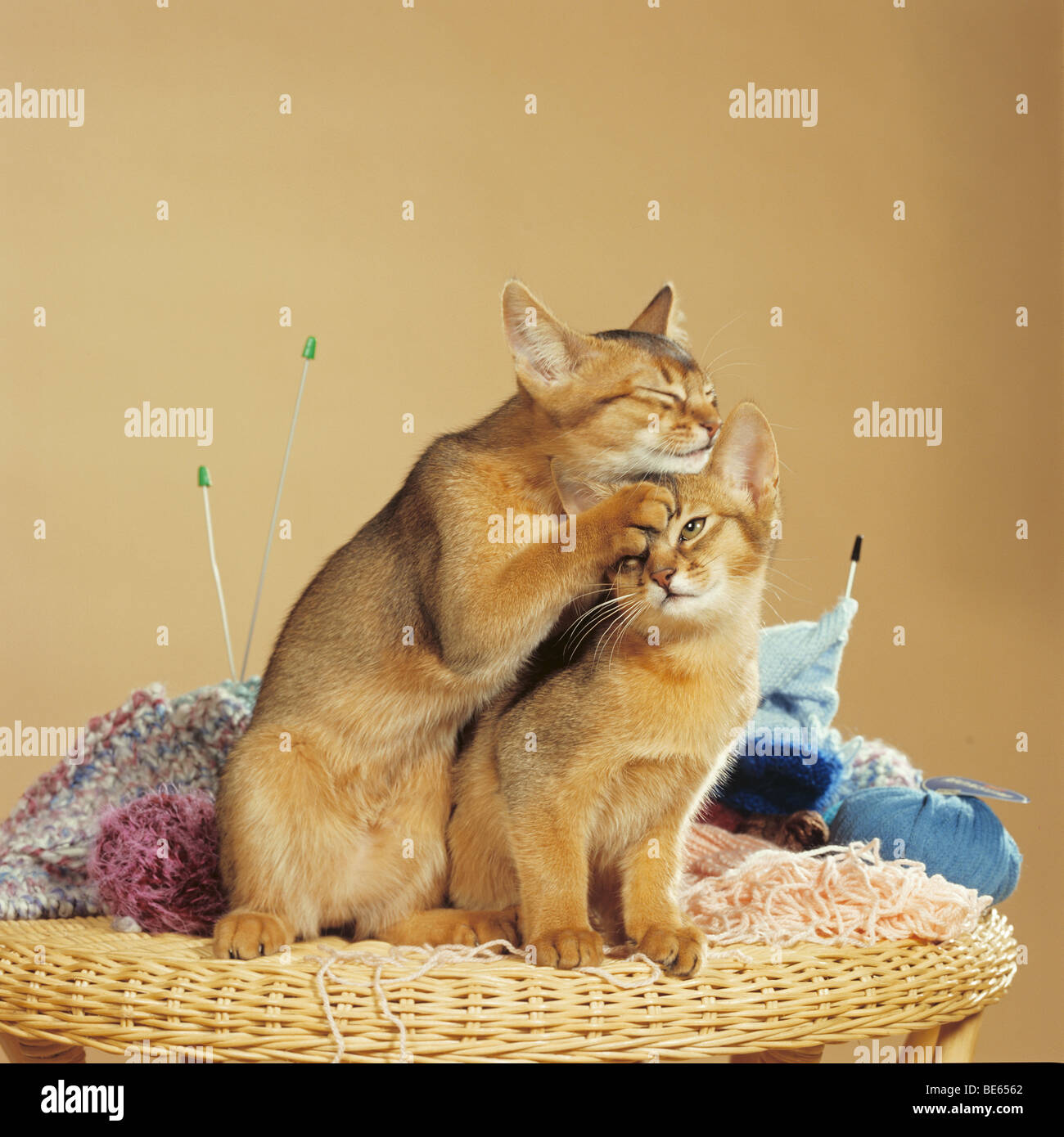 Two cat smooching hi-res stock photography and images - Alamy