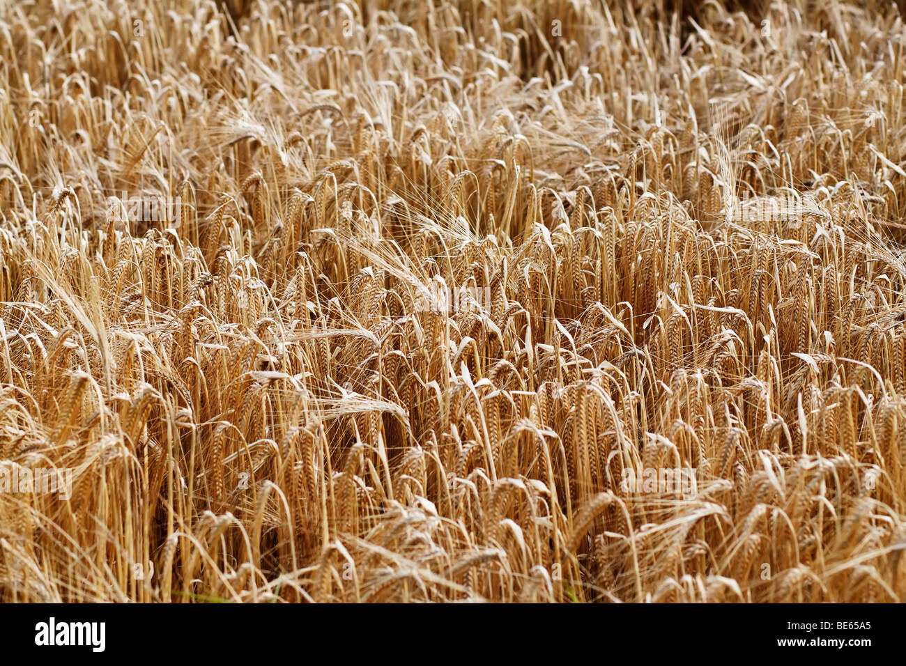 crops growing in a field Stock Photo - Alamy