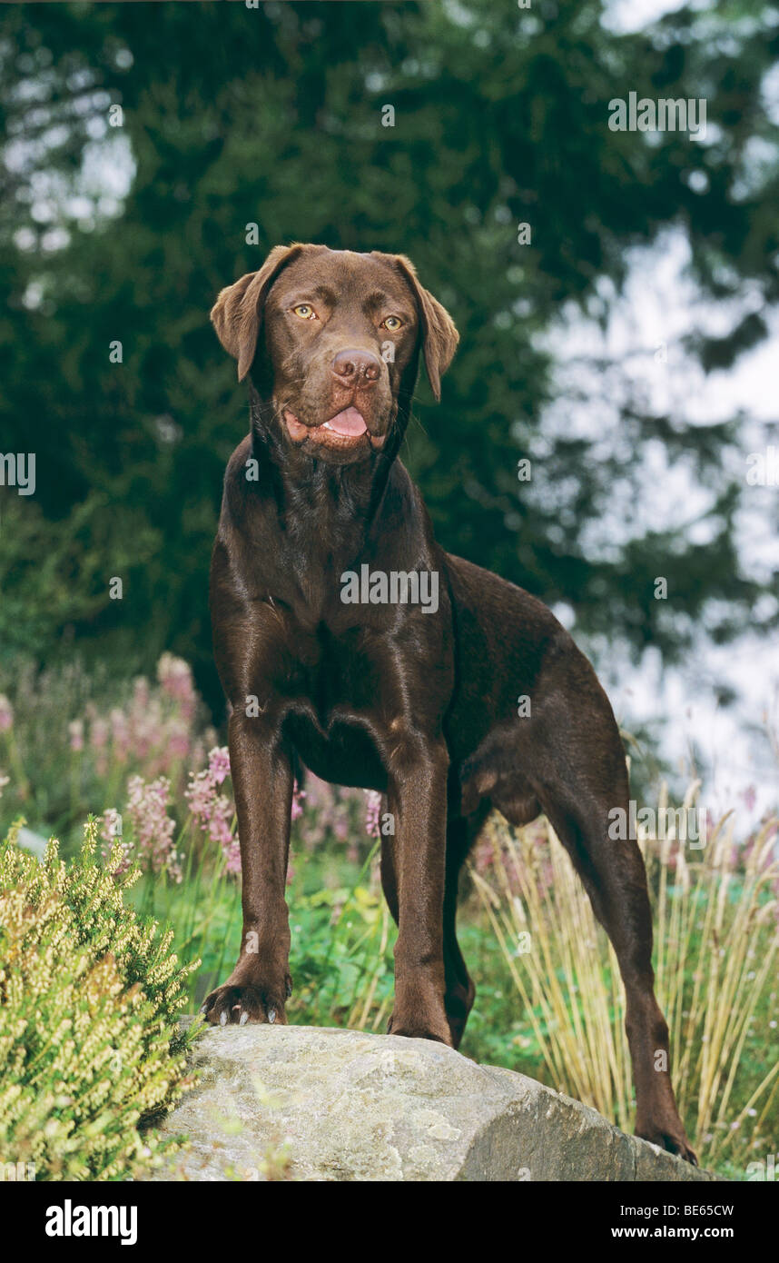 Labrador Retriever dog - standing on a rock Stock Photo - Alamy